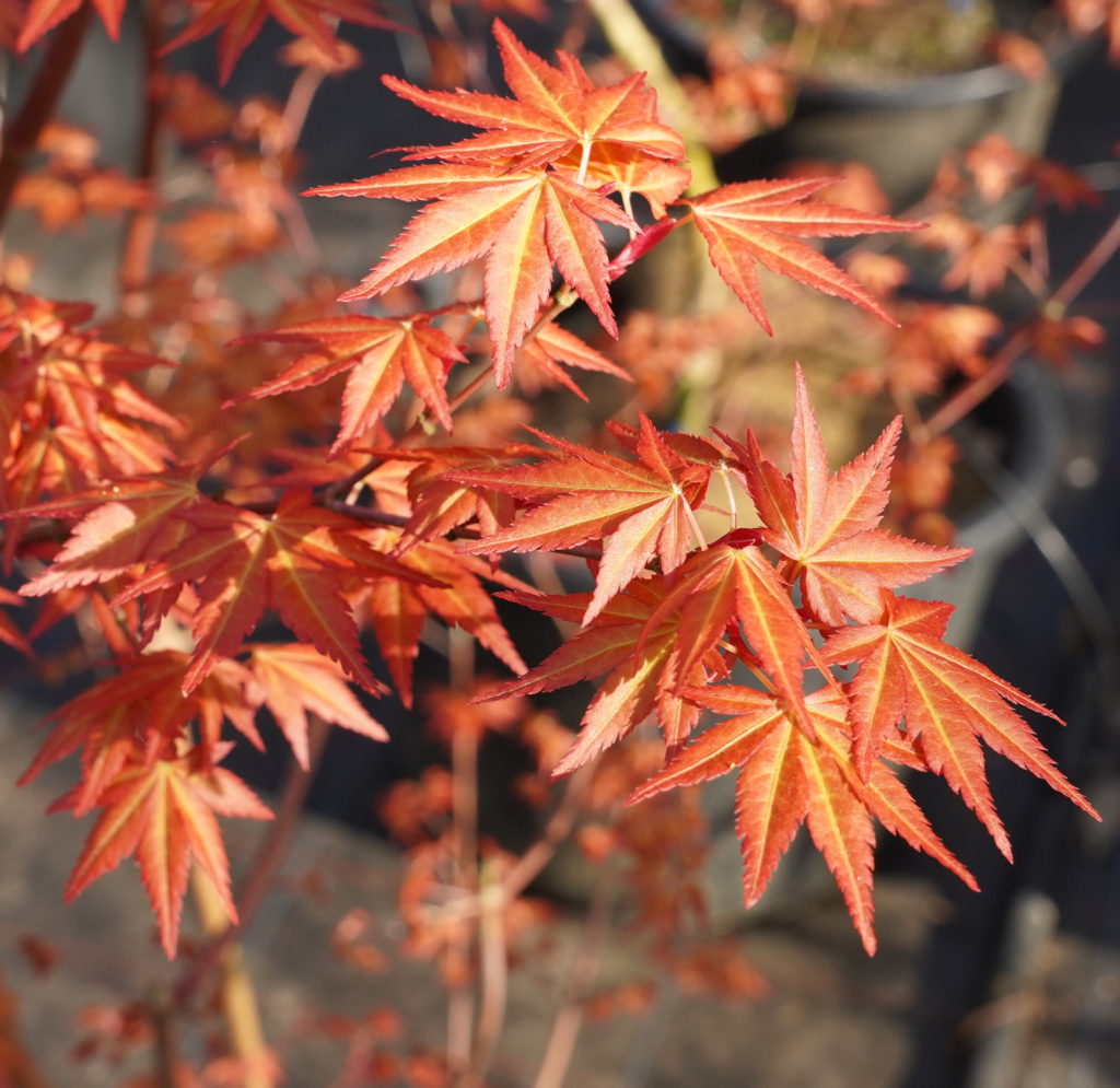 Akane – Pépinières Choteau
