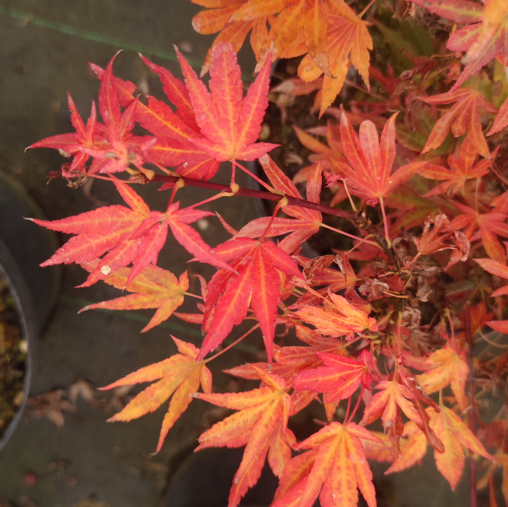 Aratama – Pépinières Choteau