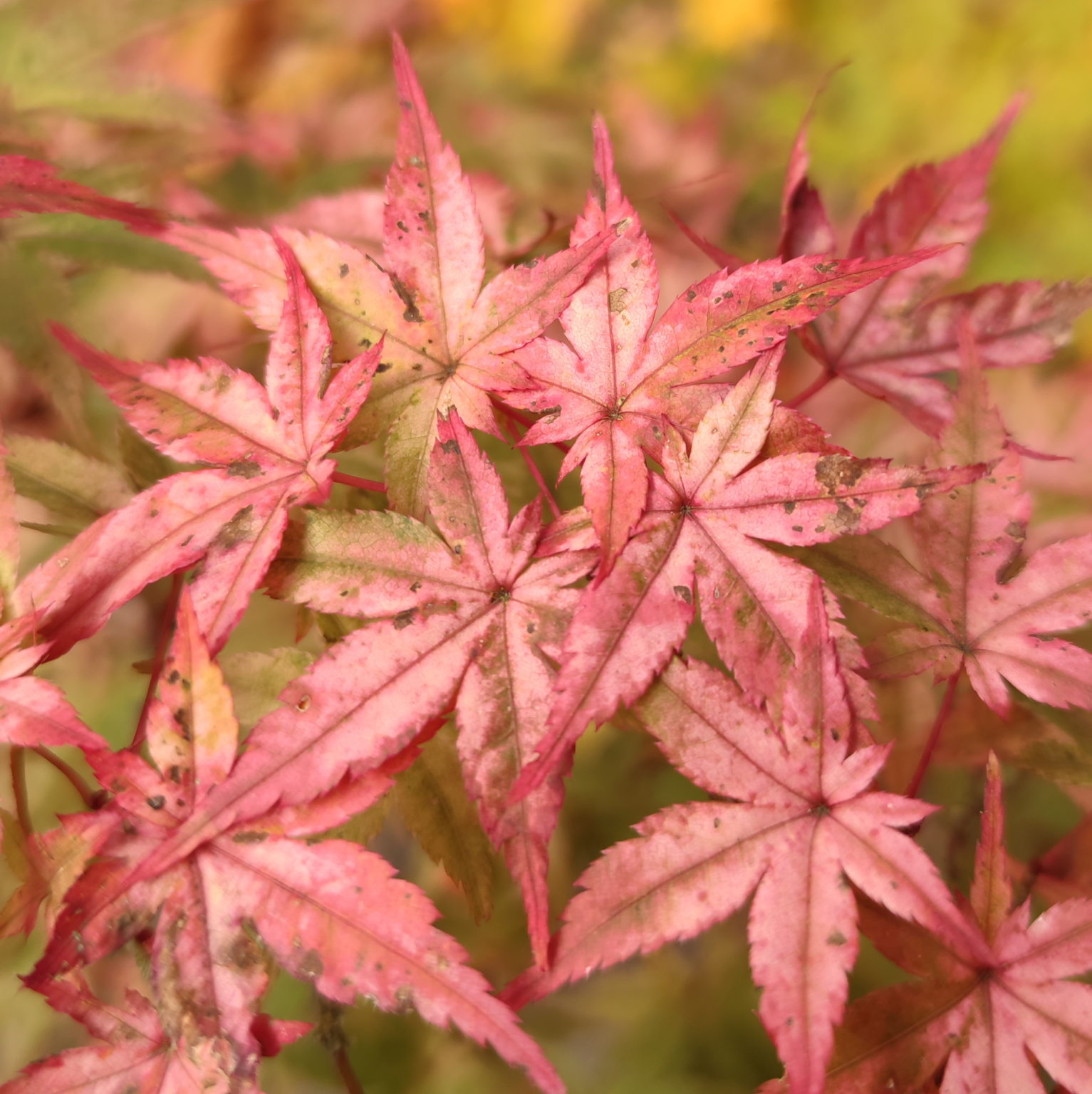 Beni tsukasa – Pépinières Choteau