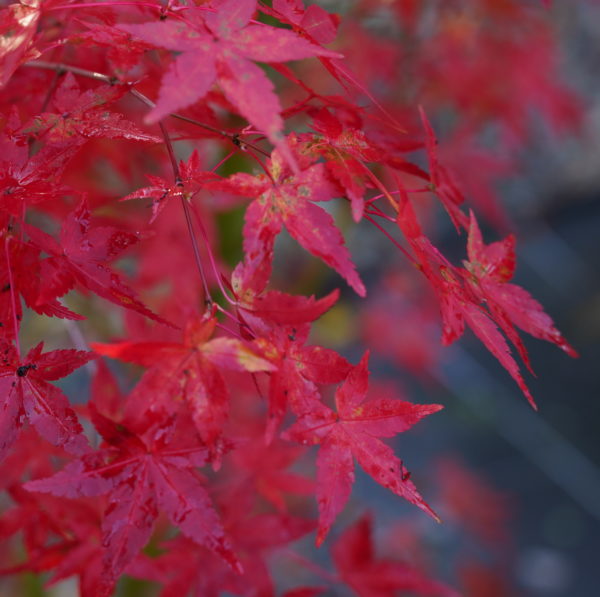 Calico – Pépinières Choteau
