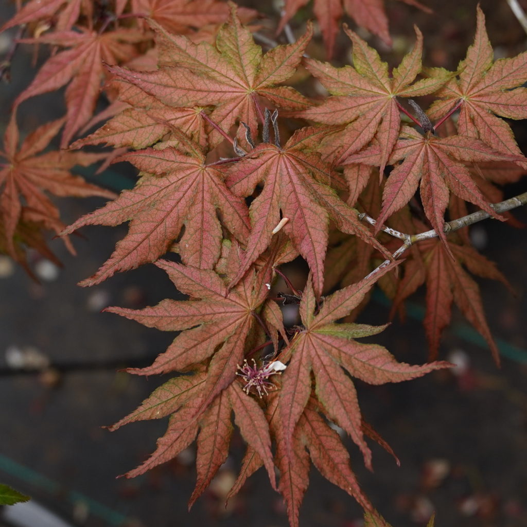 Kasagi yama – Pépinières Choteau