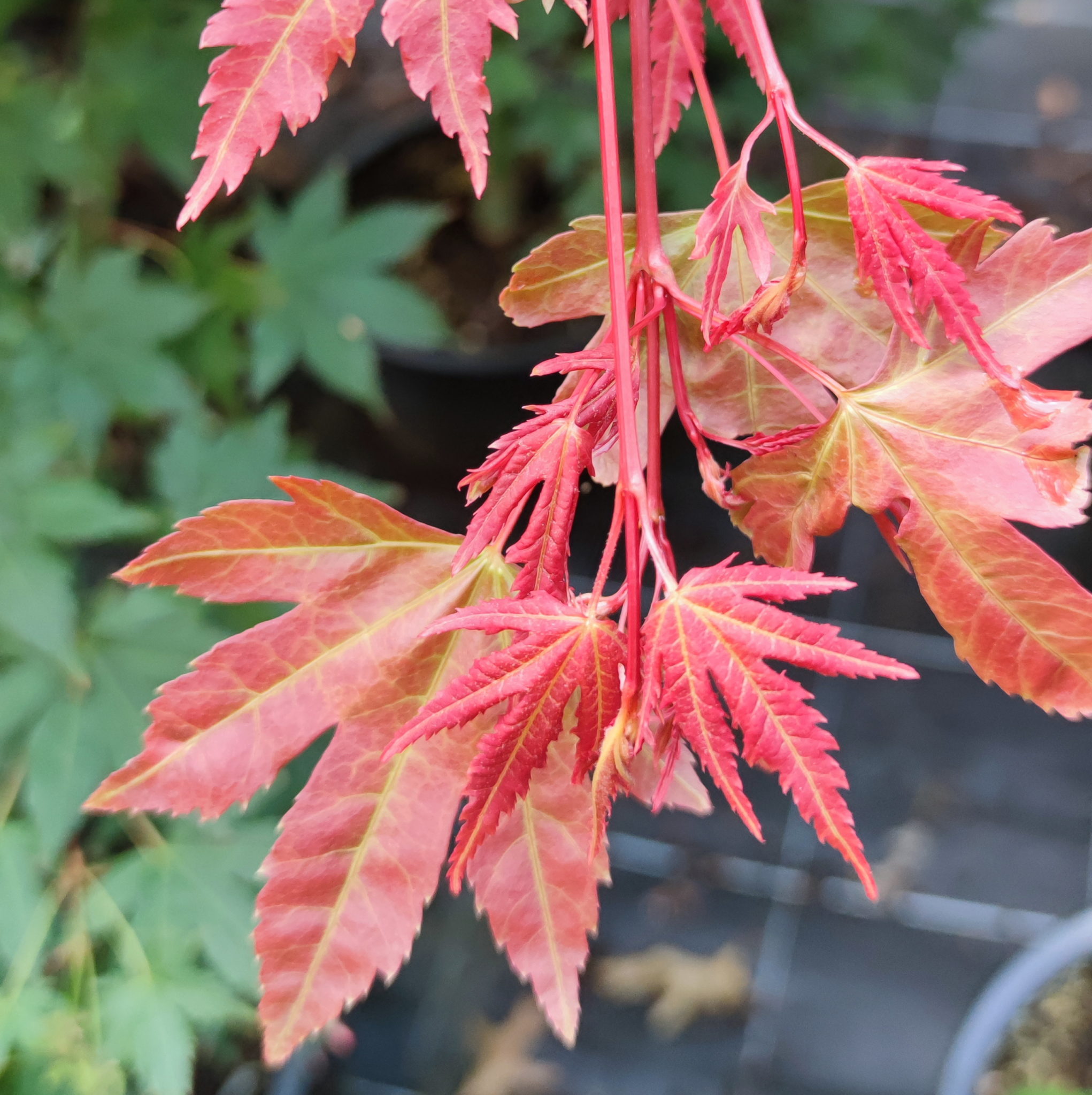 Brown sugar® – Pépinières Choteau