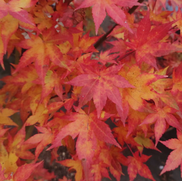 Brown sugar® – Pépinières Choteau