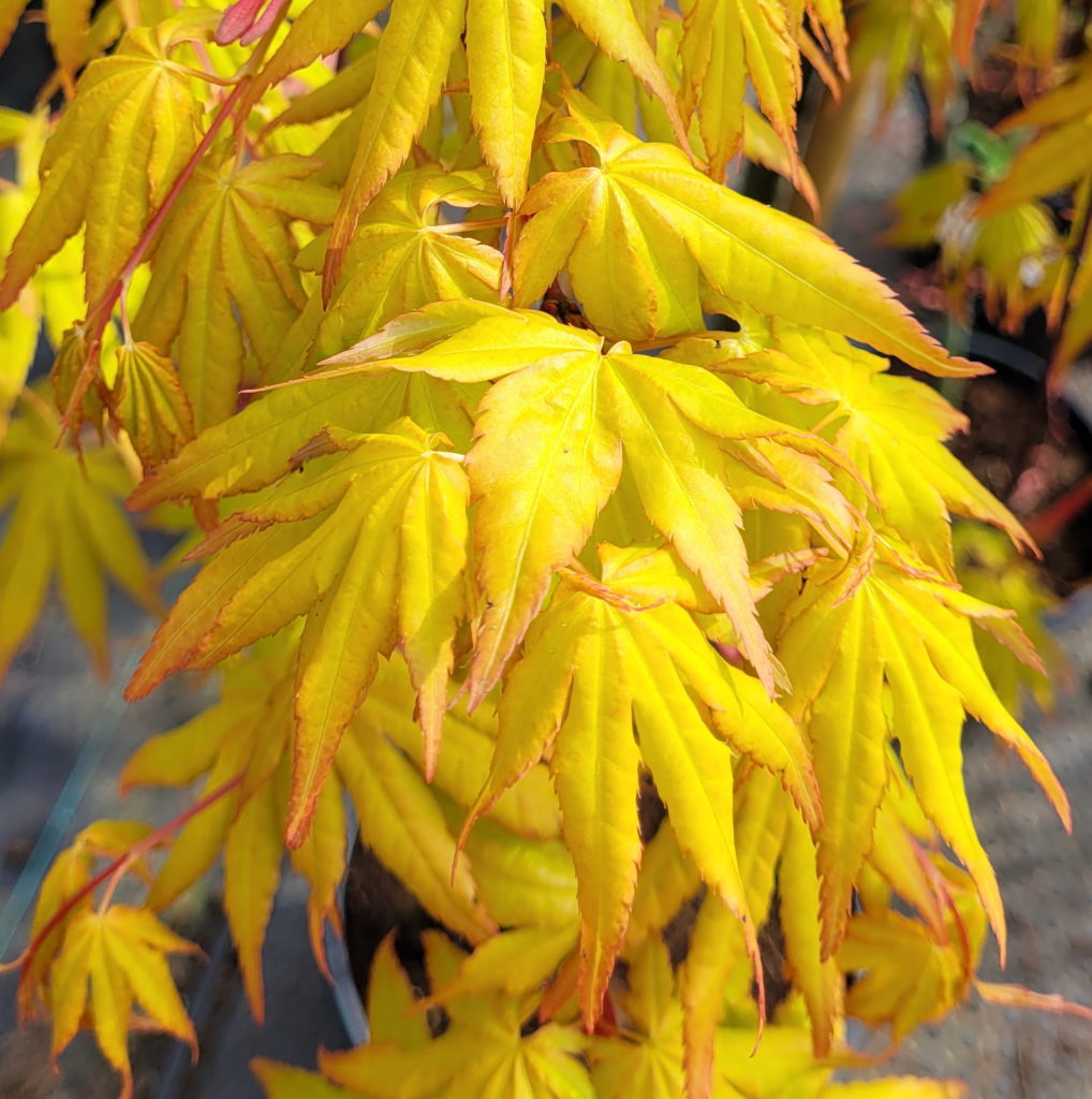 Cascade Gold® – Pépinières Choteau