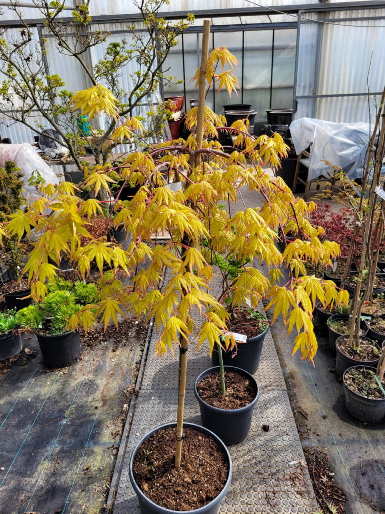 Cascade Gold® – Pépinières Choteau