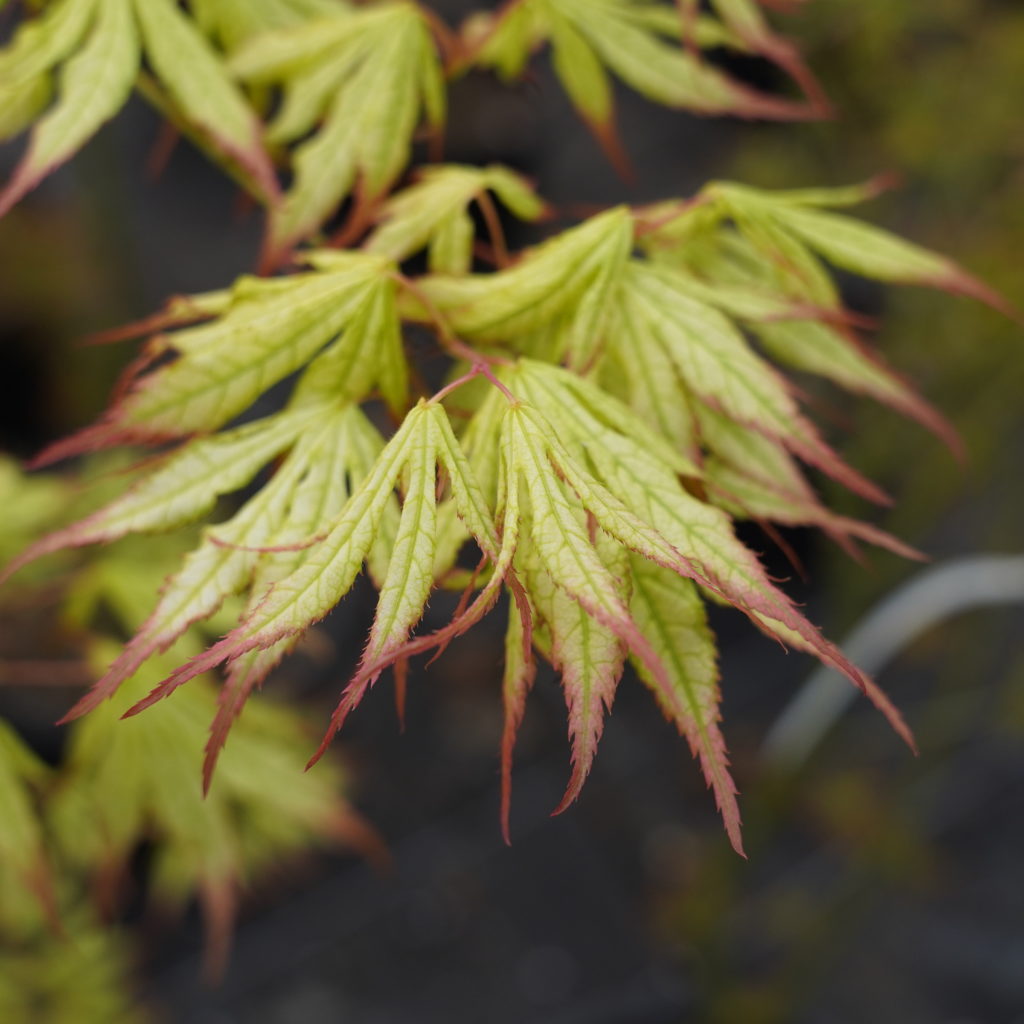 First ghost – Pépinières Choteau