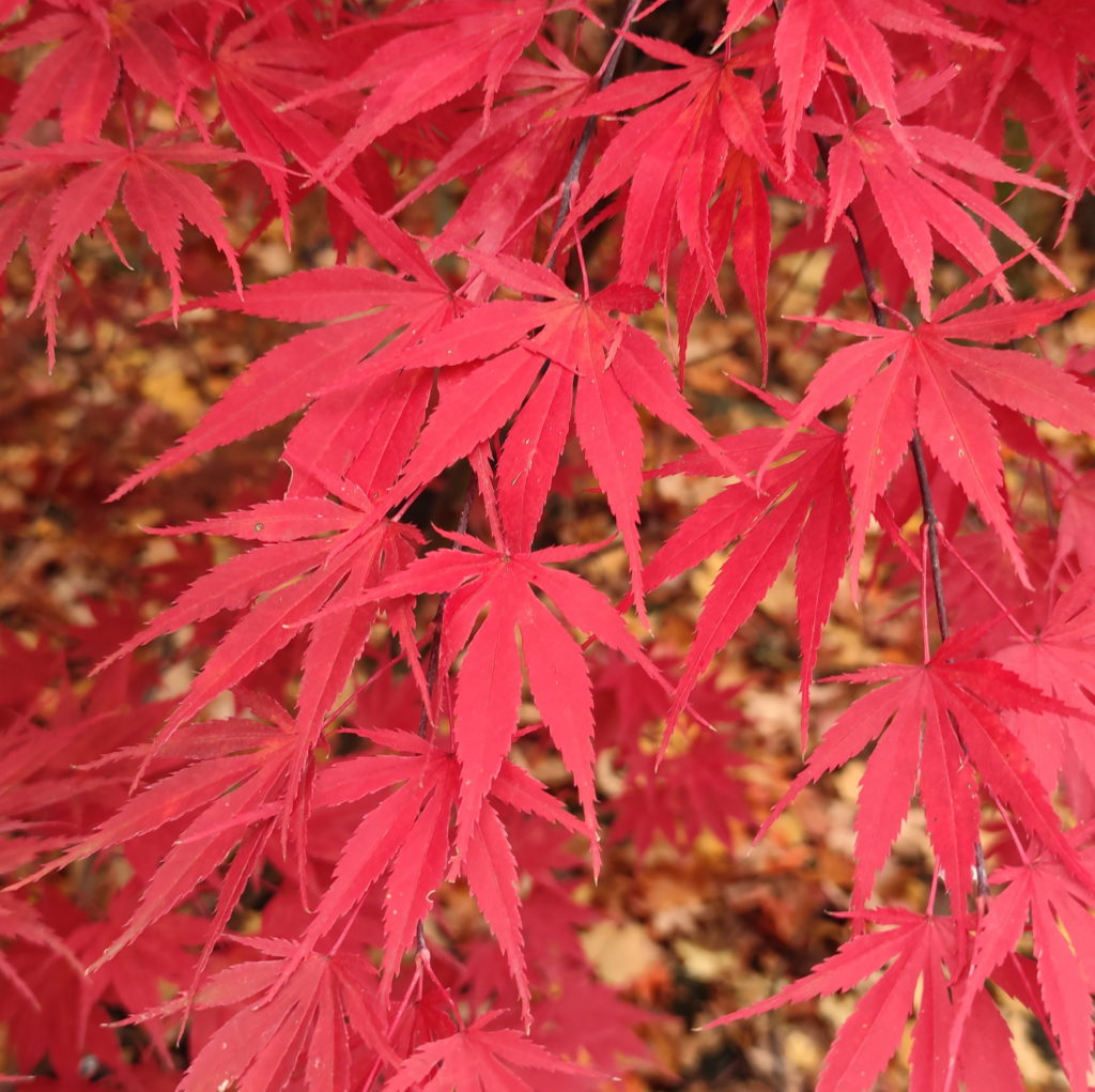 Autumn Red – Pépinières Choteau