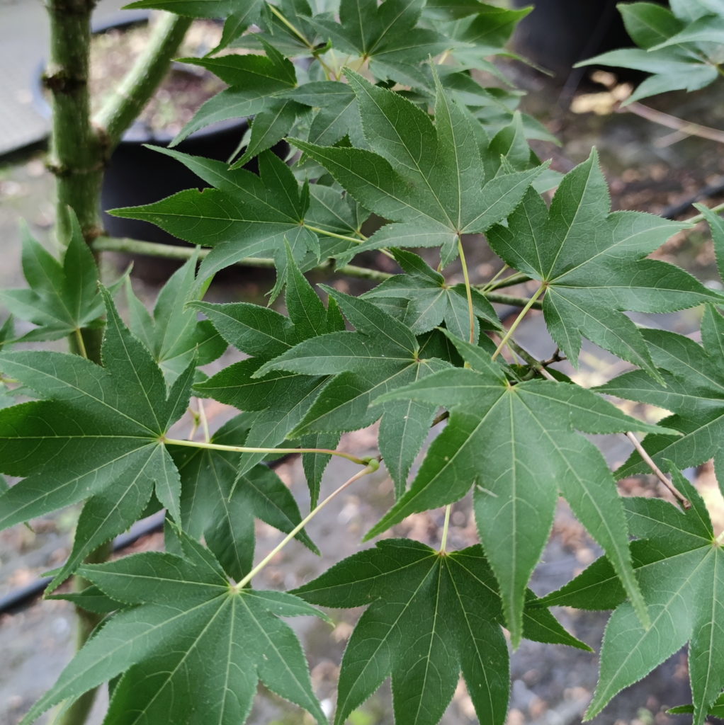 Hogyoku – Pépinières Choteau