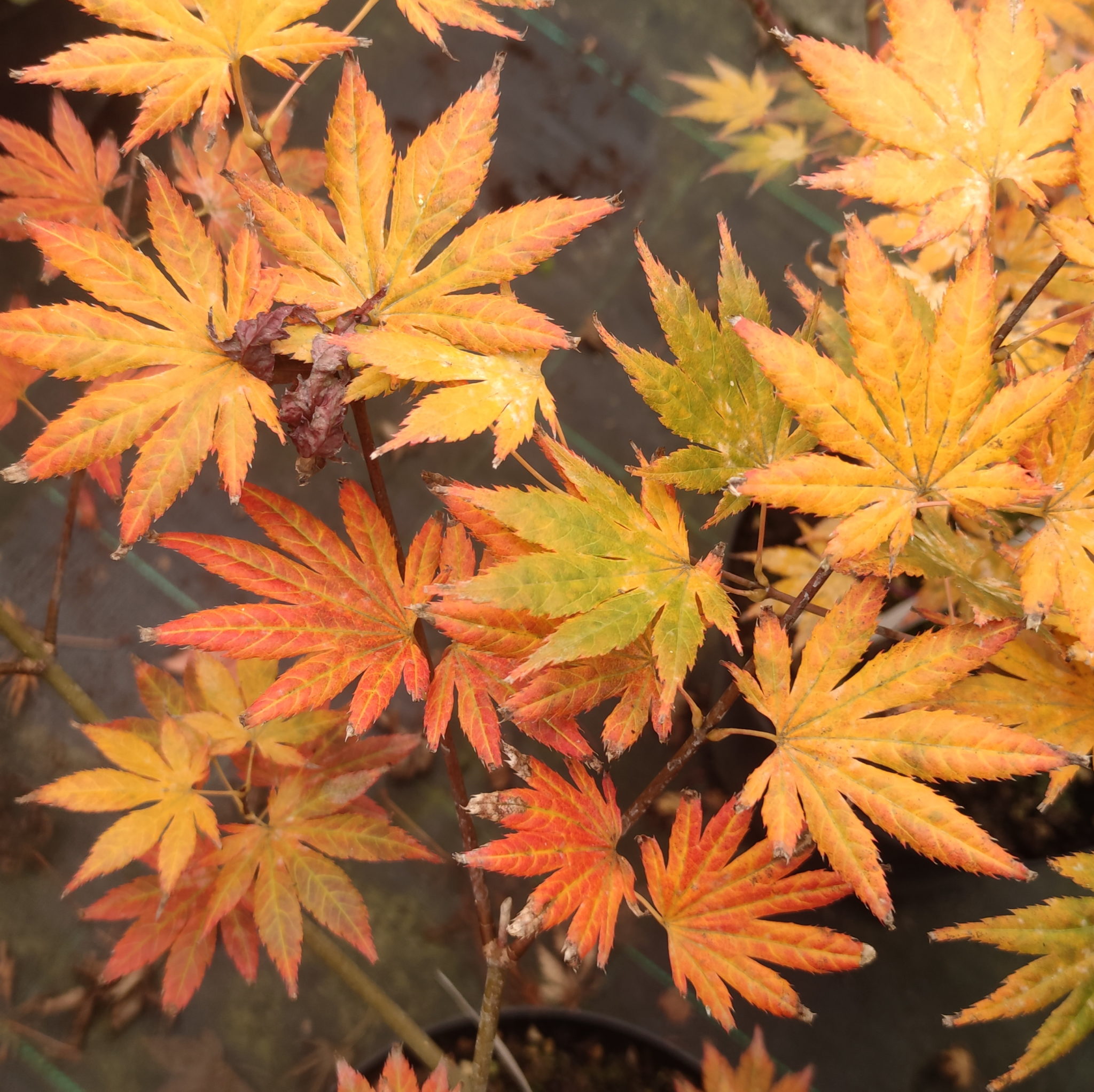 Mirte – Pépinières Choteau