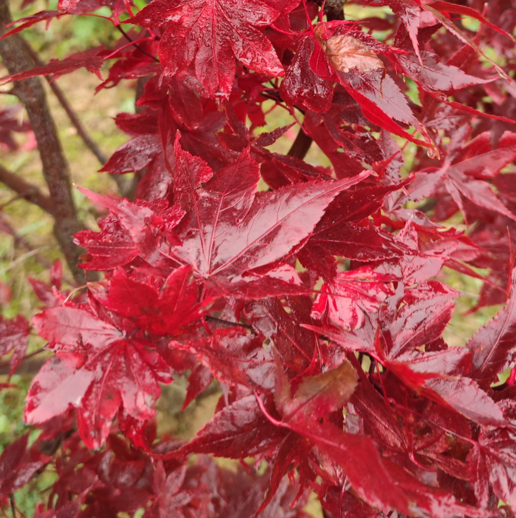 O kagami – Pépinières Choteau