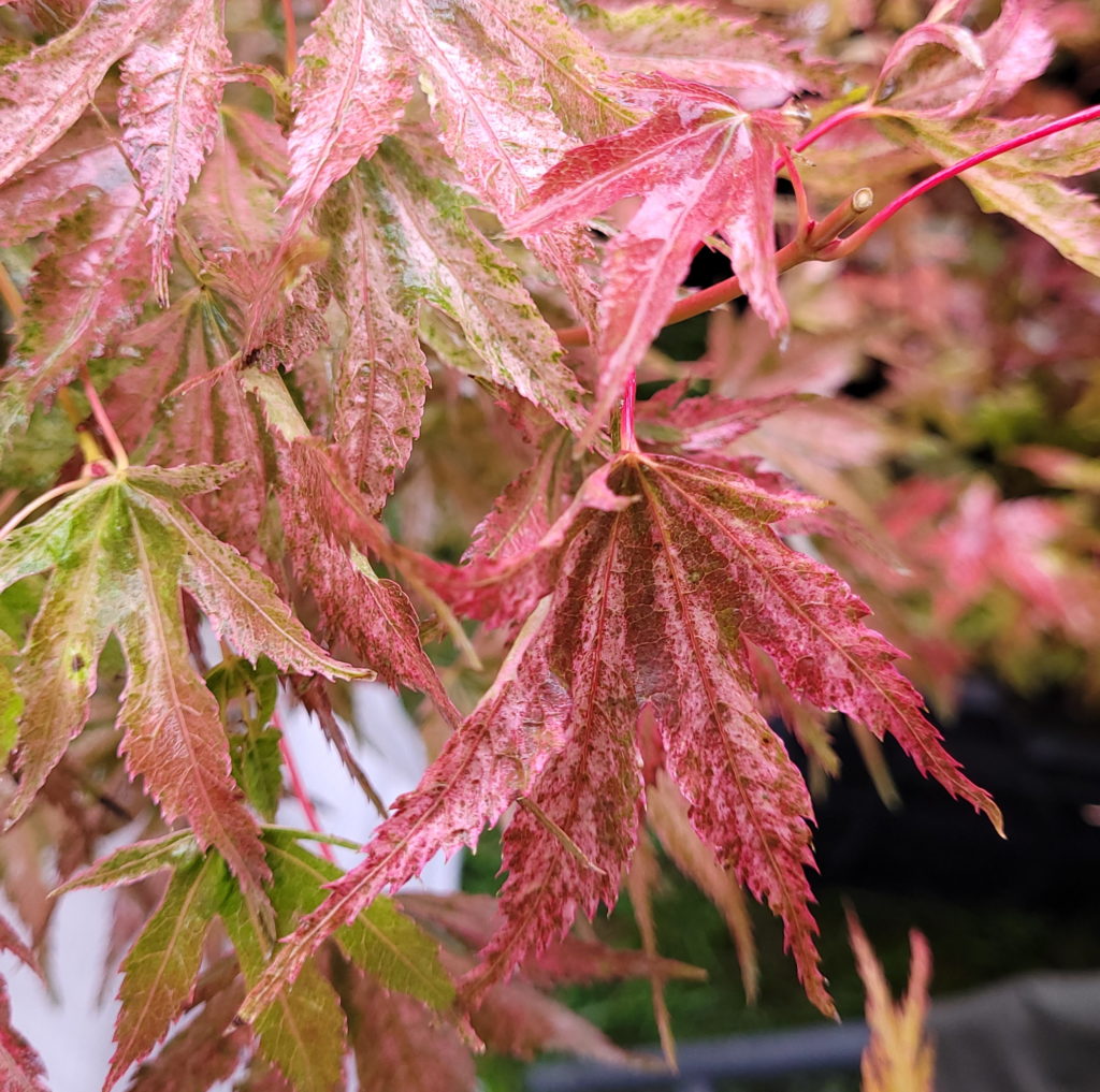 Peve Limbo – Pépinières Choteau