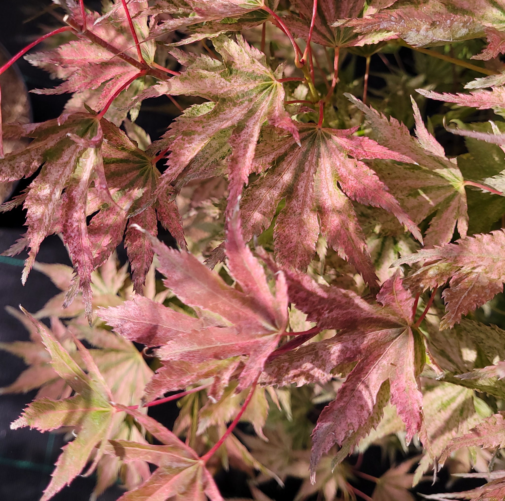 Peve Limbo – Pépinières Choteau