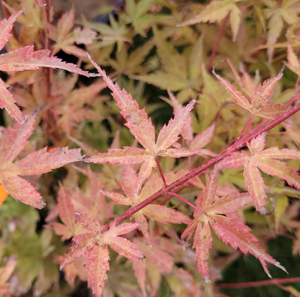 Phoenix – Pépinières Choteau