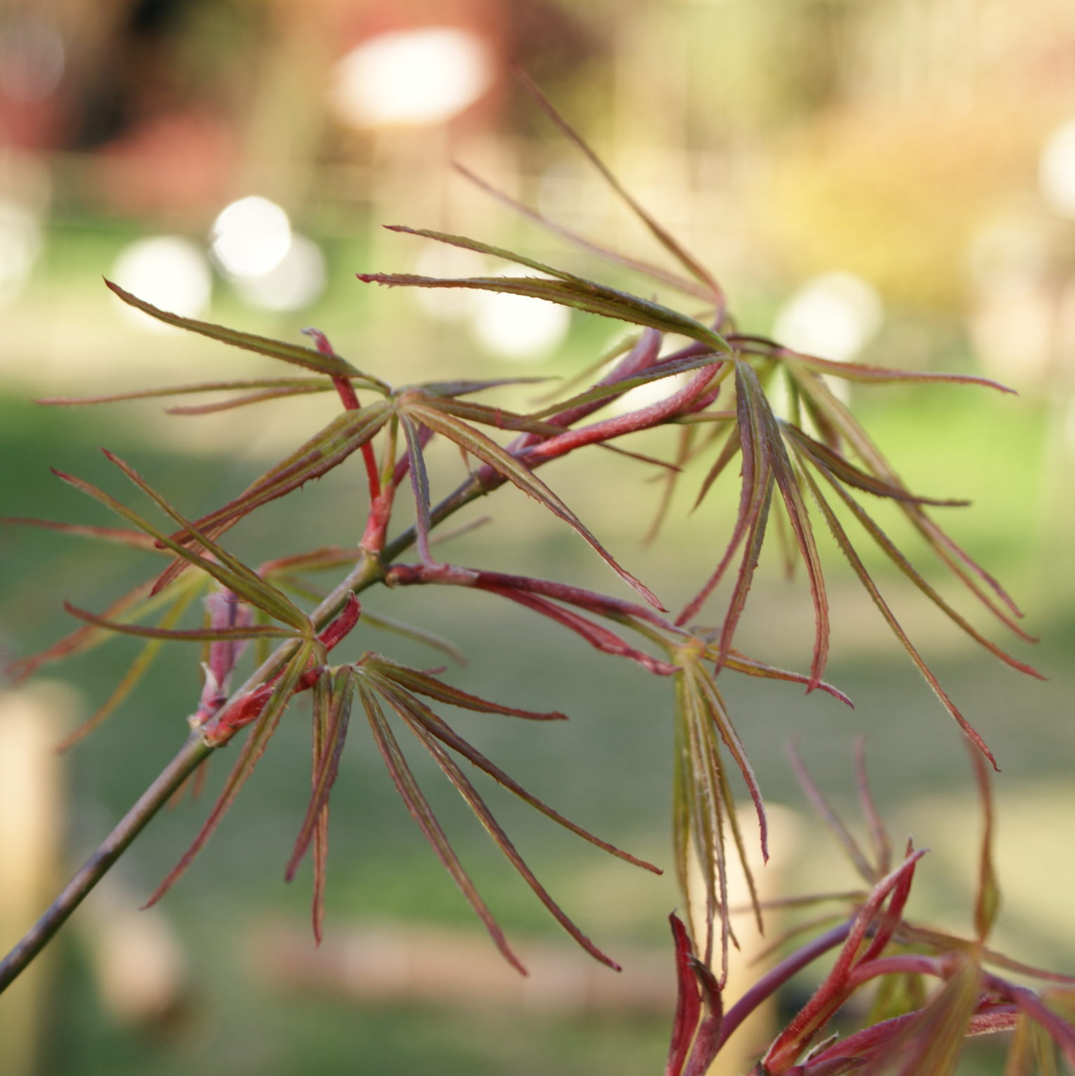 Linearilobum – Pépinières Choteau