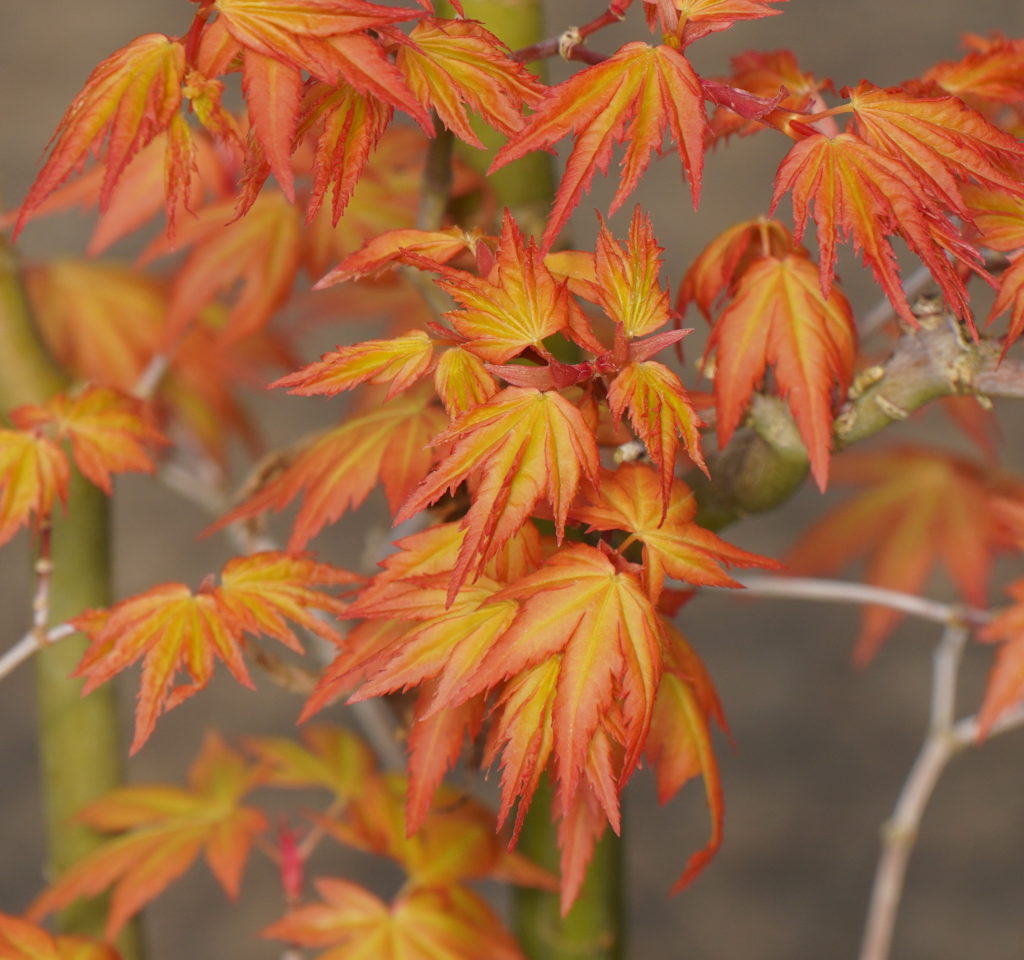 Orange Dream – Pépinières Choteau