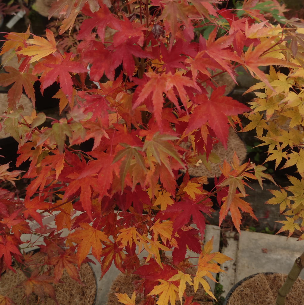 Peve Limbo – Pépinières Choteau