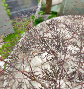 Red Filigree Lace – Pépinières Choteau