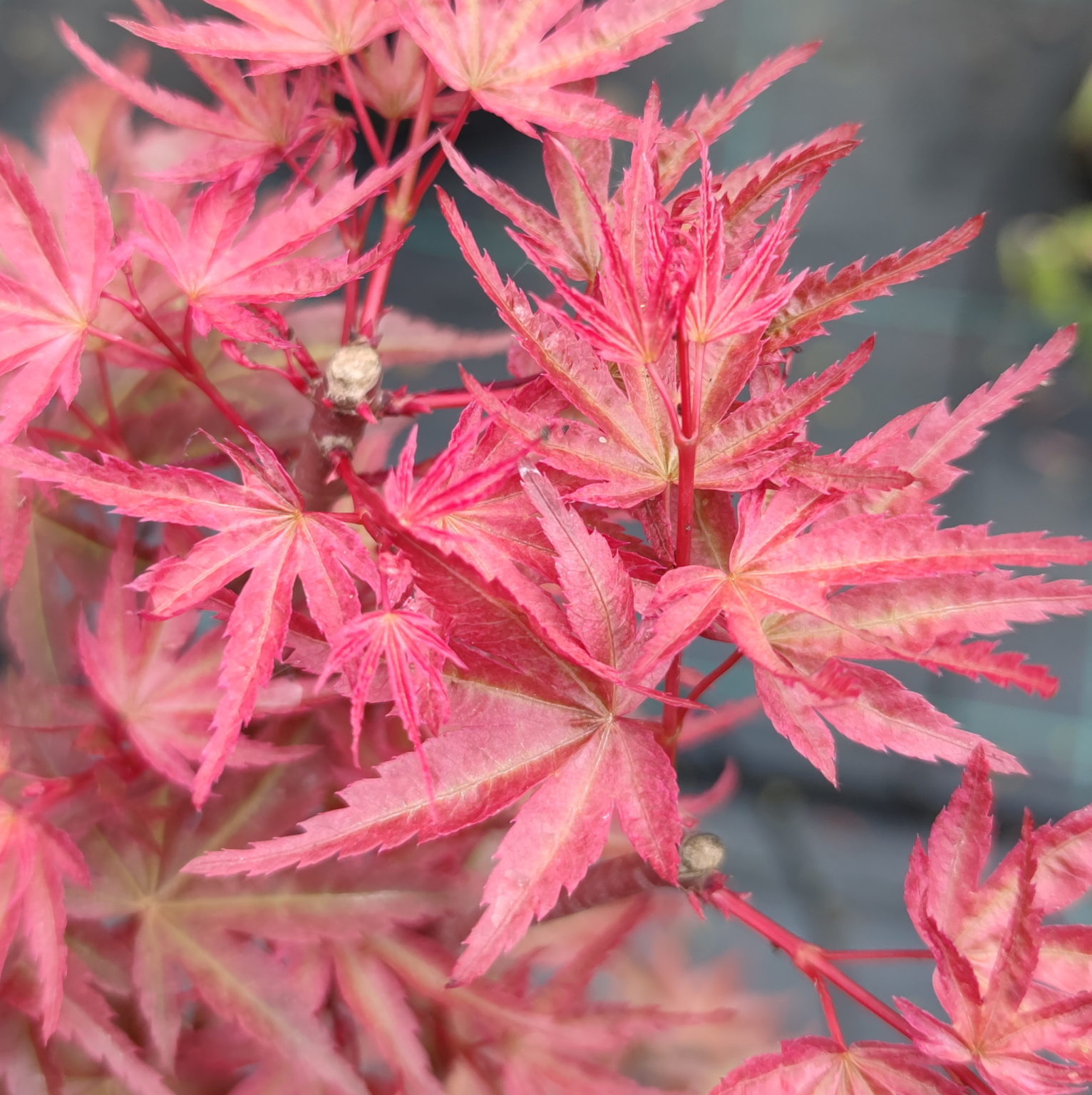 Seigen – Pépinières Choteau