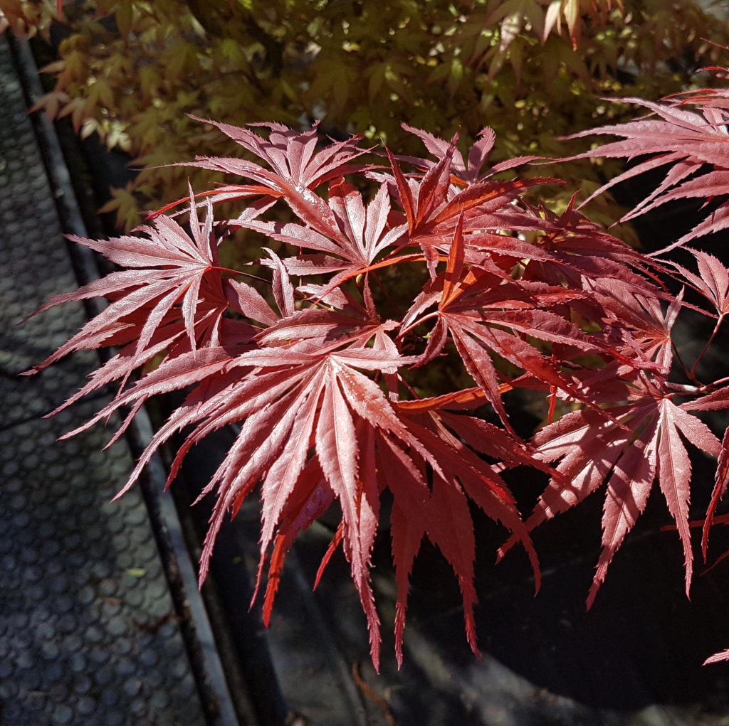 Peve Dave – Pépinières Choteau