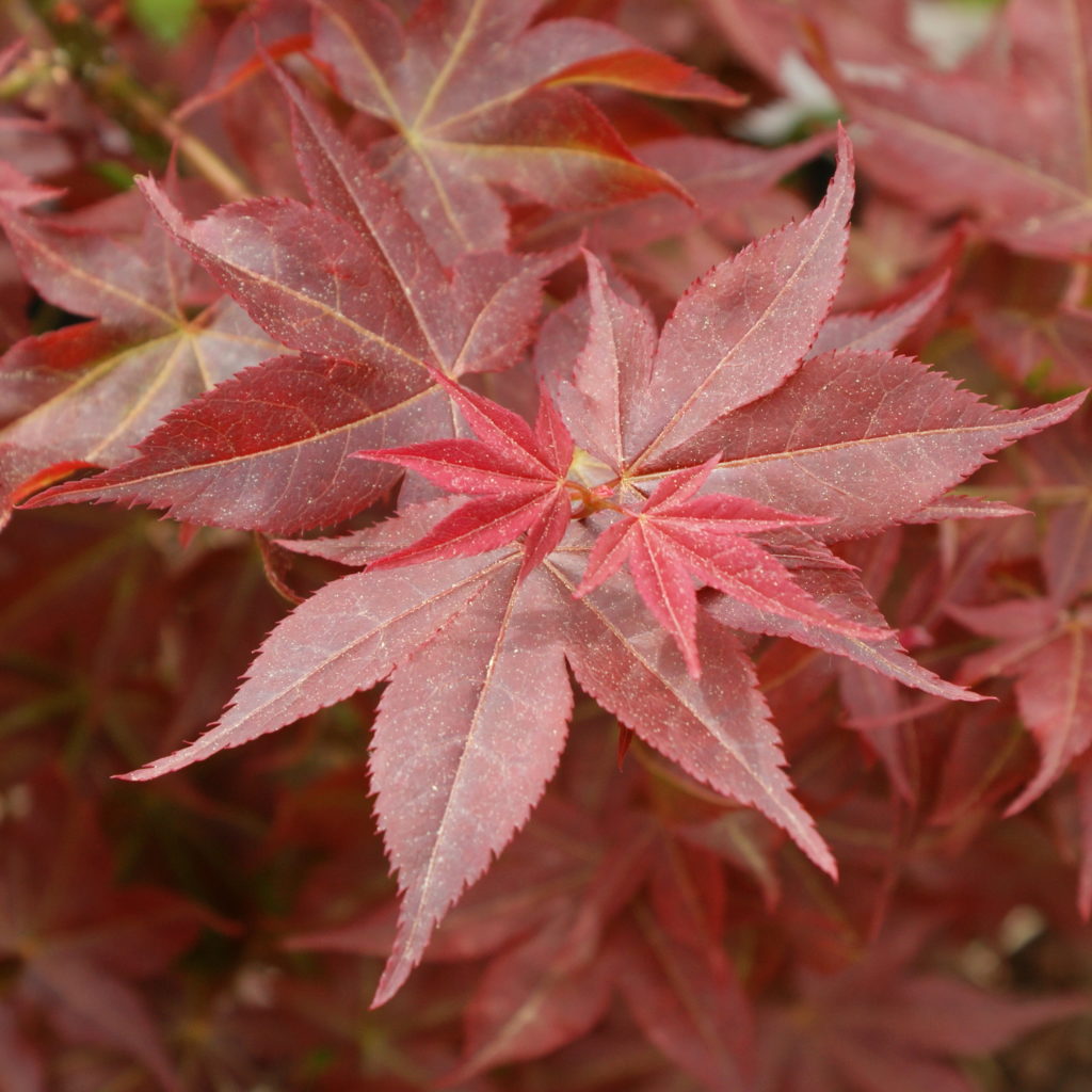 Ruby Stars – Pépinières Choteau
