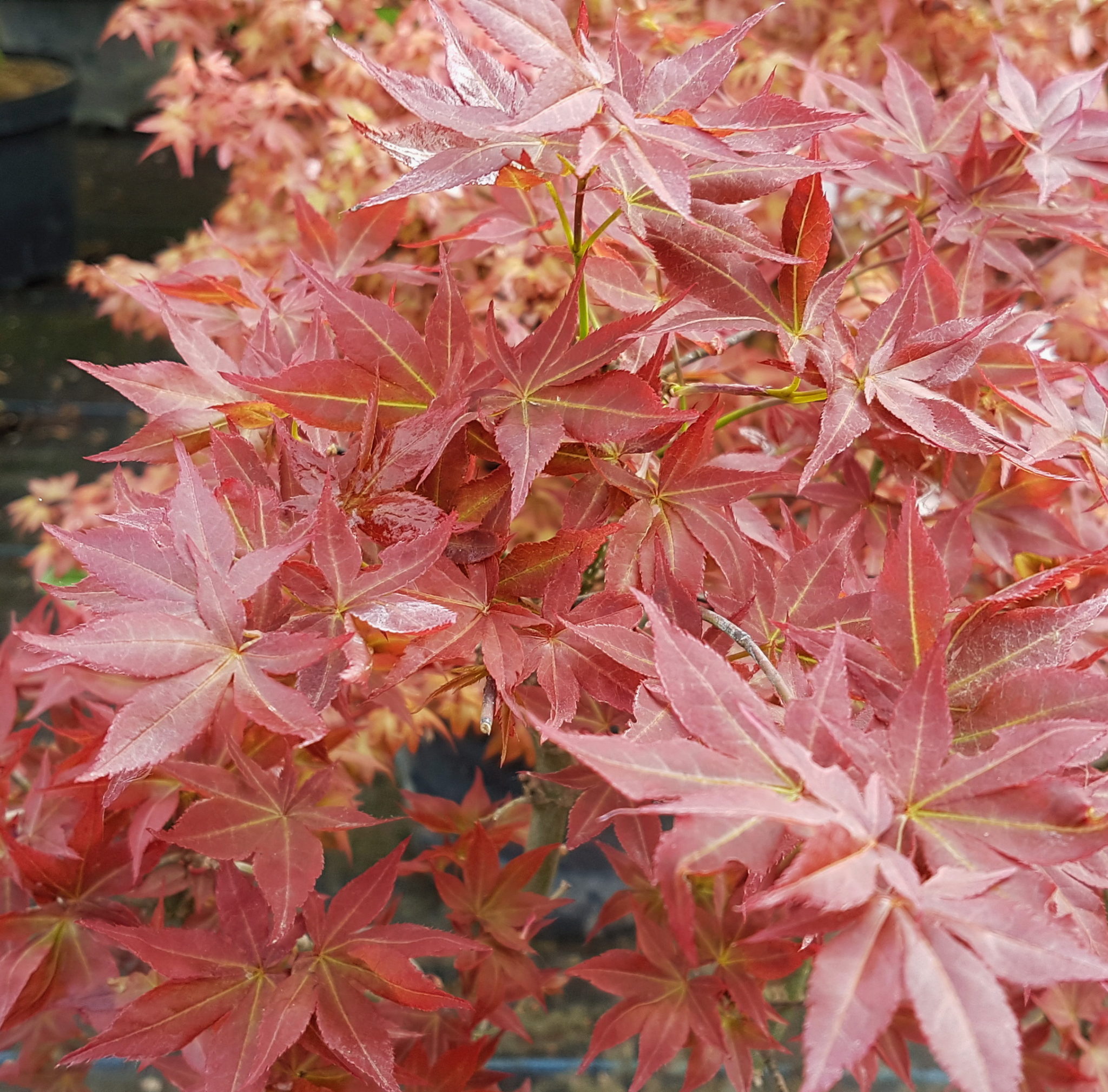 Ruby Stars – Pépinières Choteau