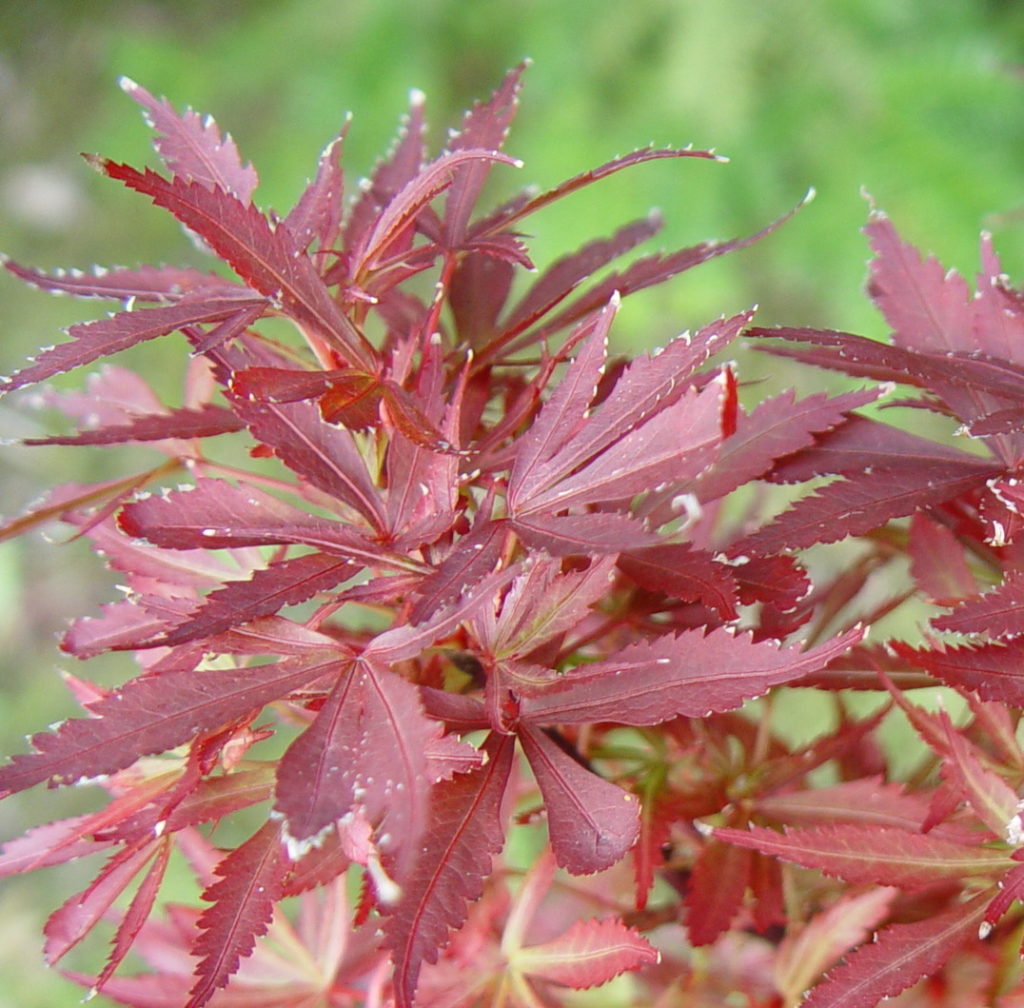 Shaina – Pépinières Choteau