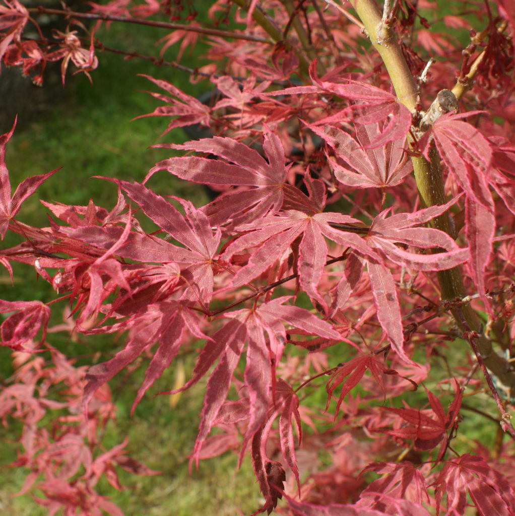 Shirazz® – Pépinières Choteau