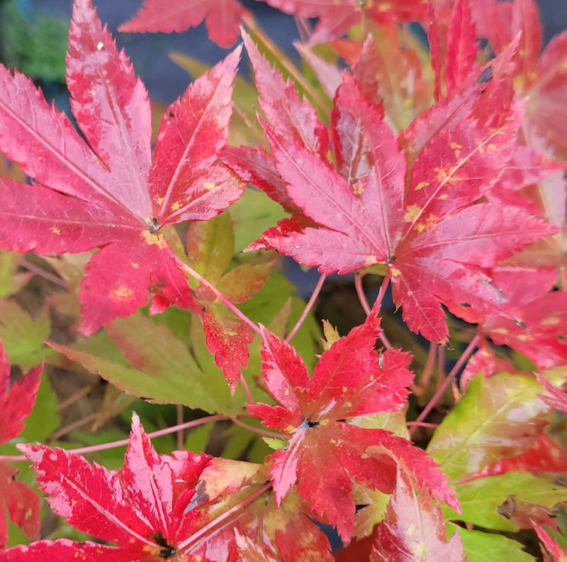 Cascade Gold® – Pépinières Choteau