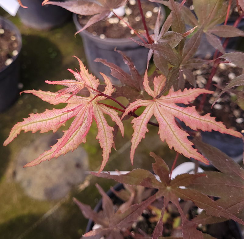 Amber Ghost – Pépinières Choteau