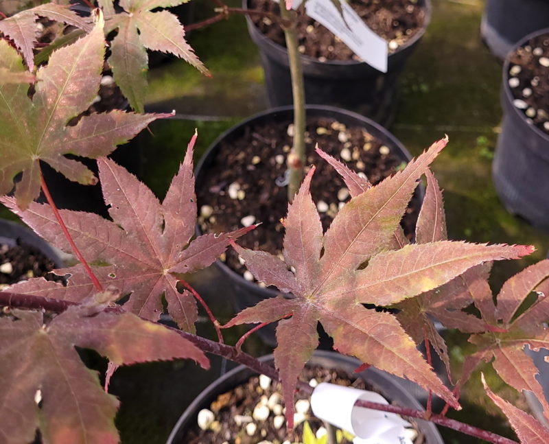 Amber Ghost – Pépinières Choteau