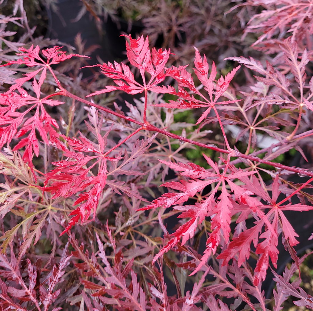 Lace Lady – Pépinières Choteau