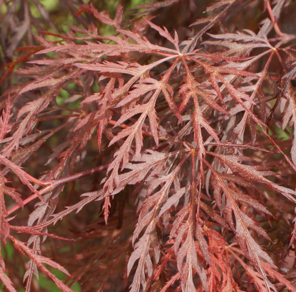 Lace Lady – Pépinières Choteau